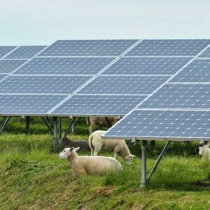 Agrivoltaics Webinar: Integrating Livestock and Solar Energy - Our Land ...