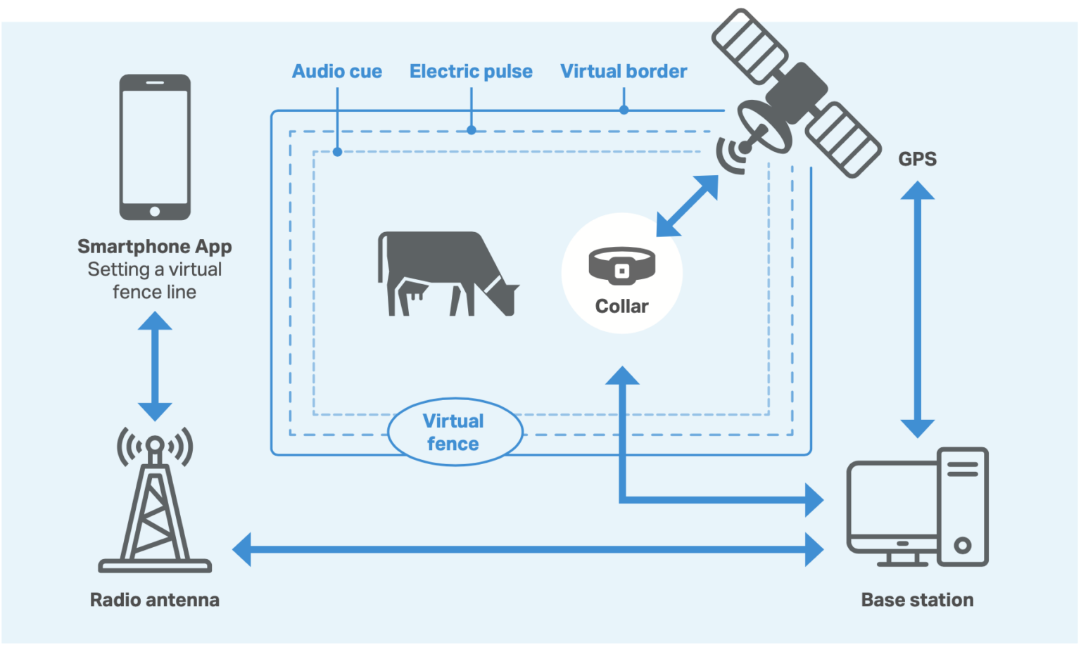 Cow Collars Proving their Worth for Dairy Farmers - Our Land & Water ...